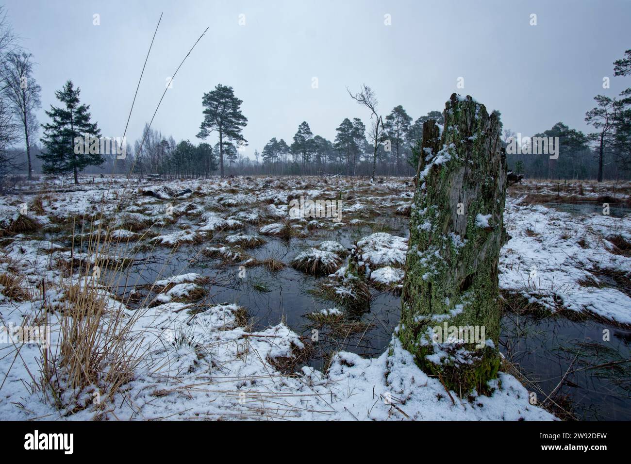 Snow-covered winter landscape in the Tister Bauernmoor nature reserve ...