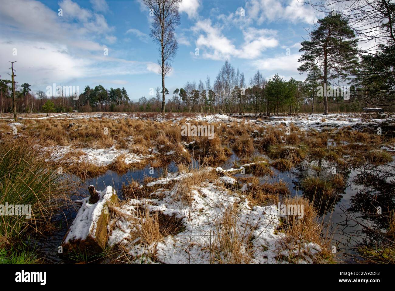 Snow-covered winter landscape in the Tister Bauernmoor nature reserve ...