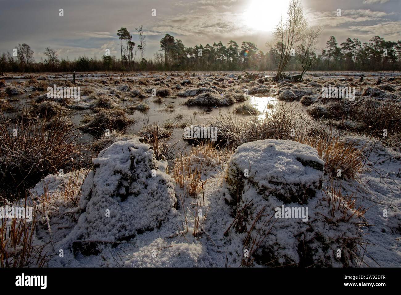 Snow-covered winter landscape in the Tister Bauernmoor nature reserve ...