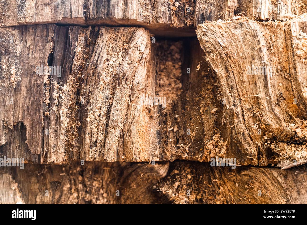The park's cleaned area reveals the felled trees' core, with a ...