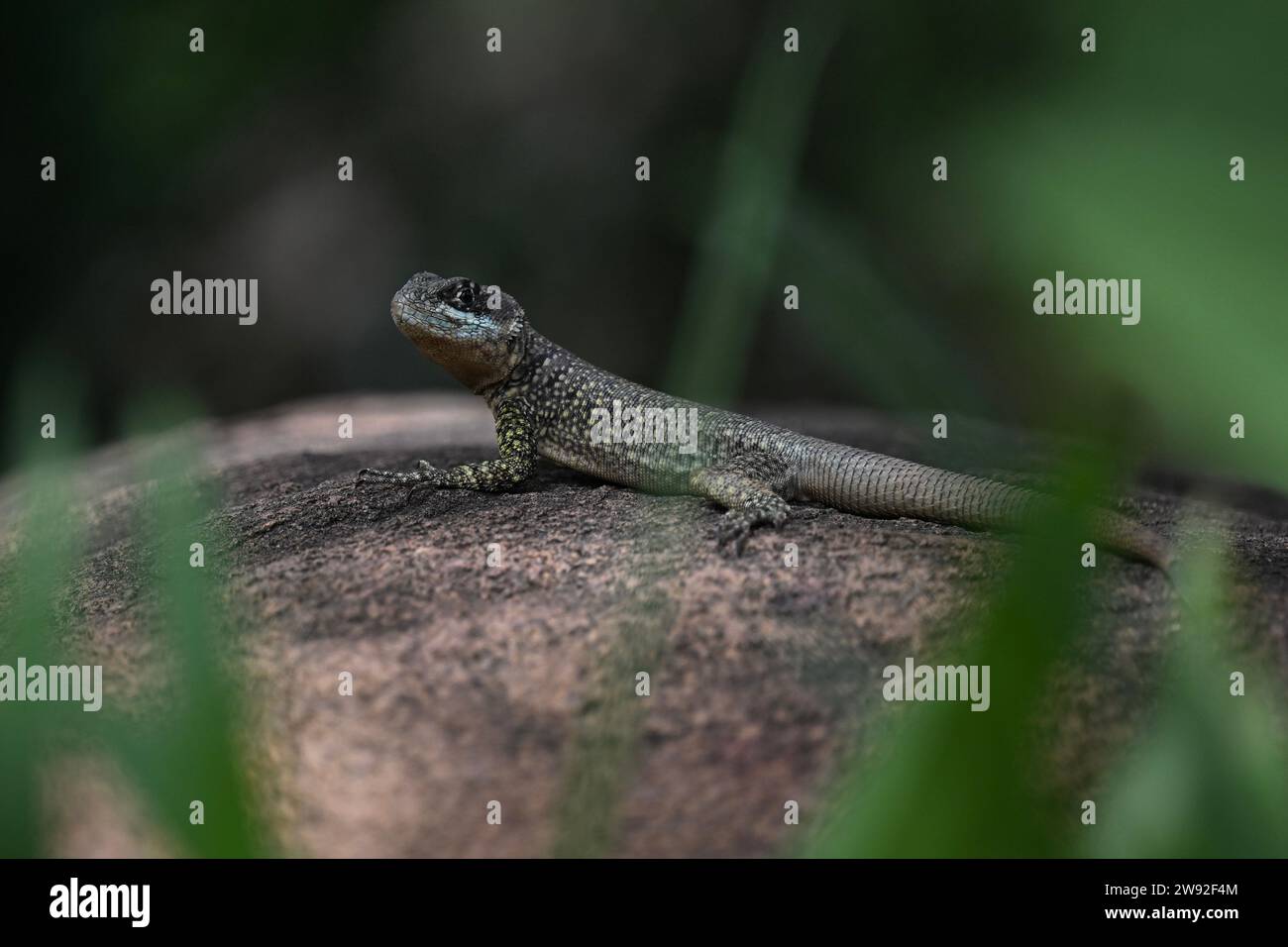 Brazilian lizards in the jungle Stock Photo - Alamy