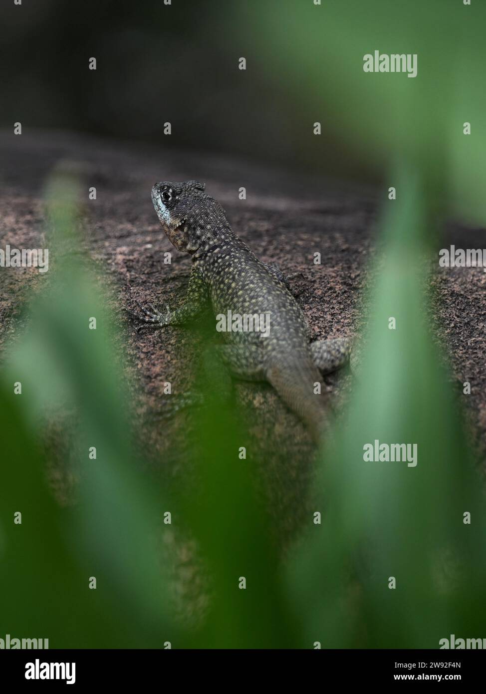 Brazilian lizards in the jungle Stock Photo - Alamy