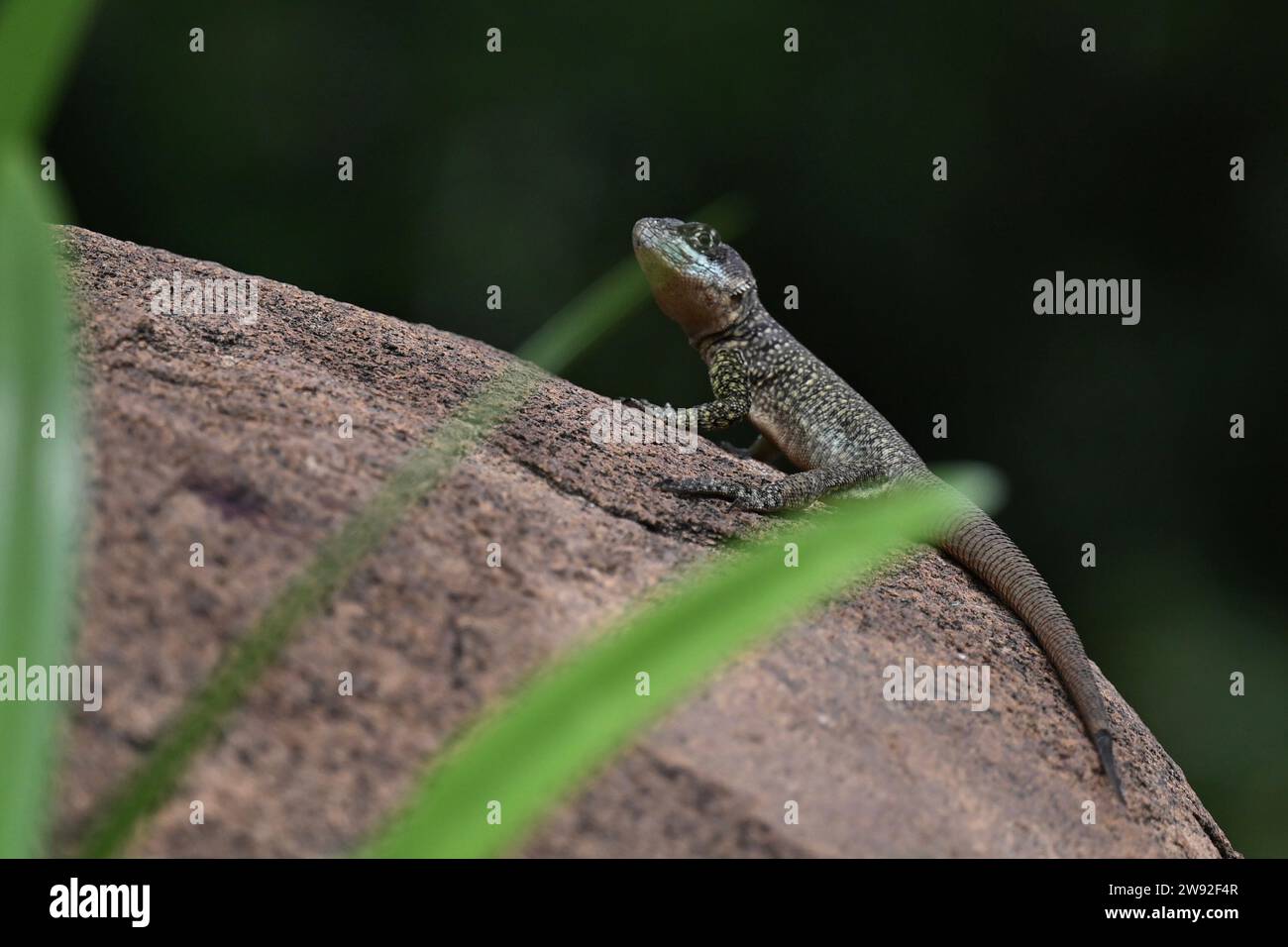Brazilian lizards in the jungle Stock Photo - Alamy