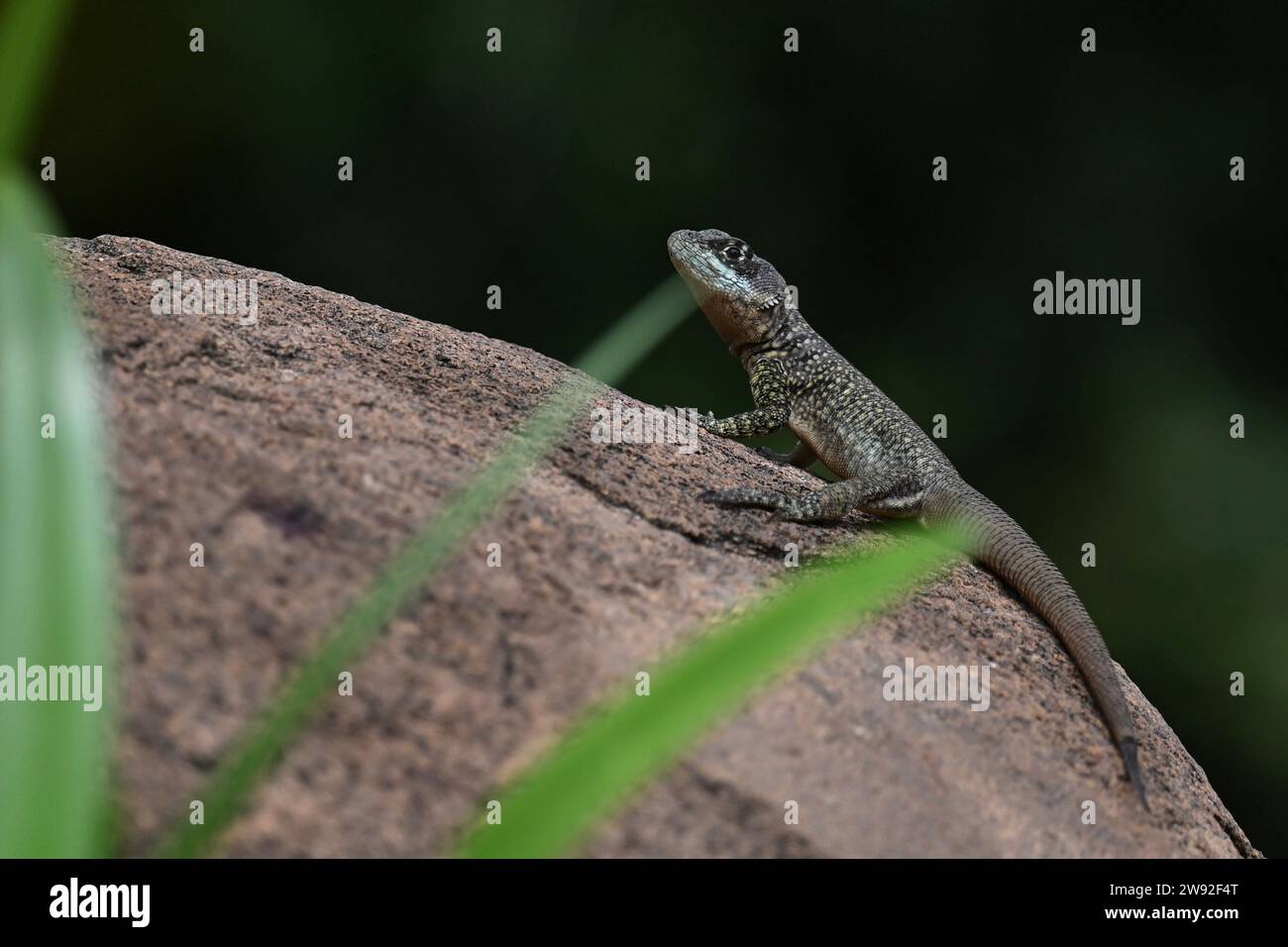 Brazilian lizards in the jungle Stock Photo - Alamy