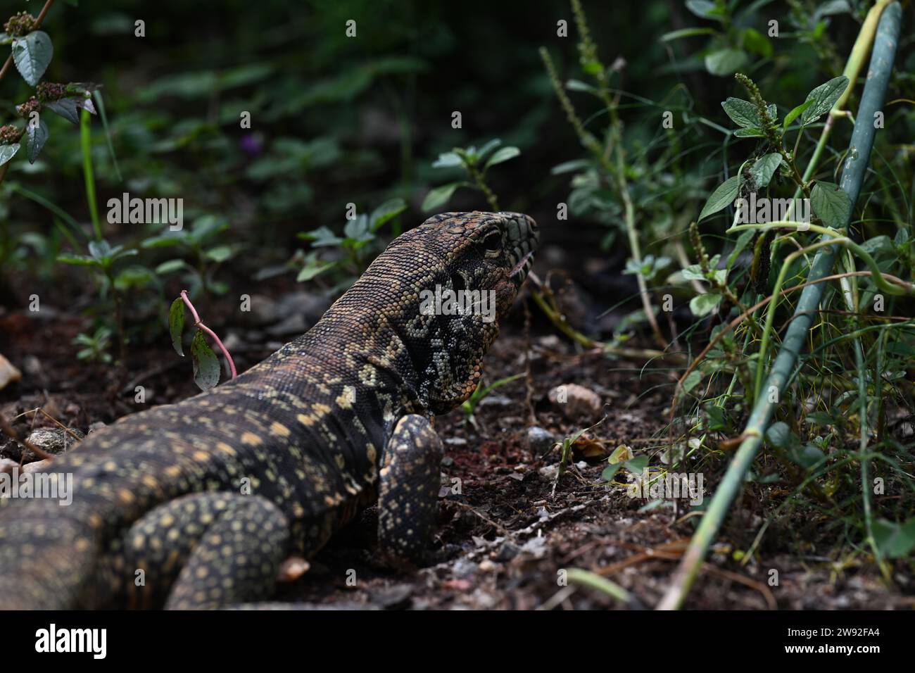 Brazilian lizards in the jungle Stock Photo - Alamy
