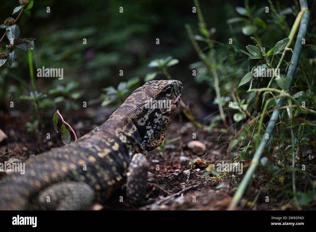 Brazilian lizards in the jungle Stock Photo - Alamy