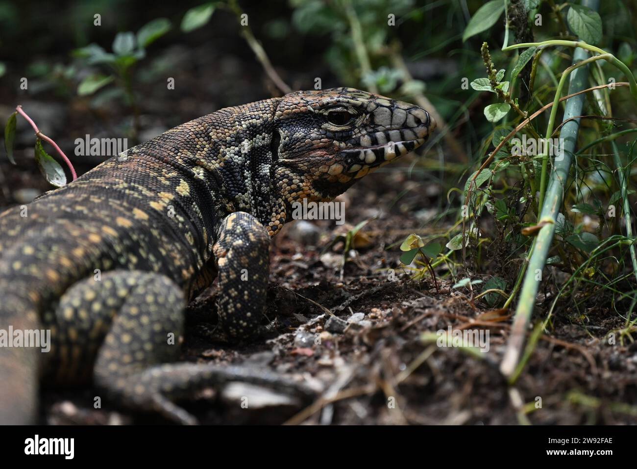 Brazilian lizards in the jungle Stock Photo - Alamy