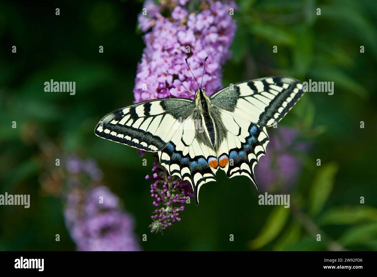 Black swallowtail egg hi-res stock photography and images - Alamy