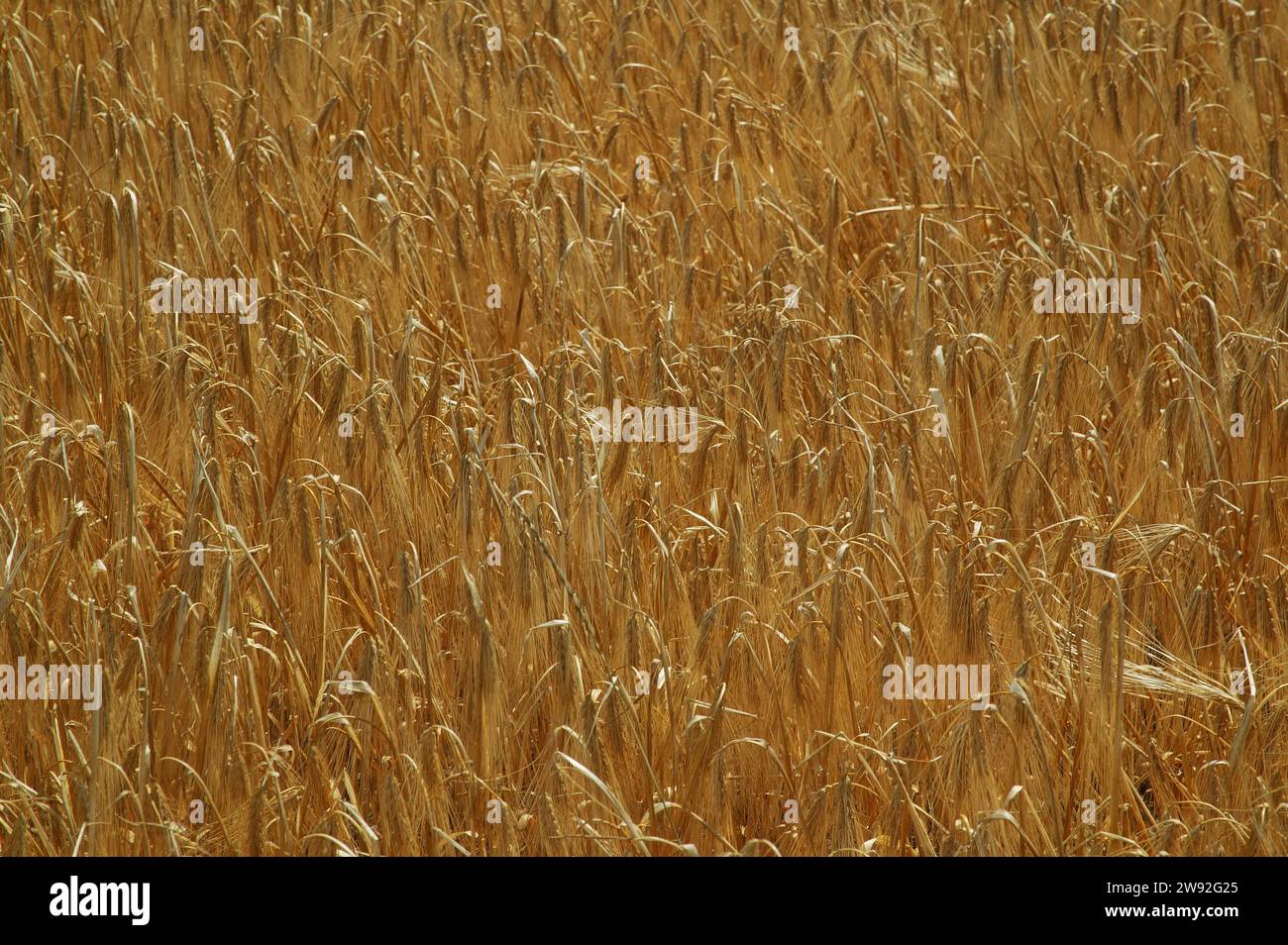 Wheat field in autumn Stock Photo - Alamy