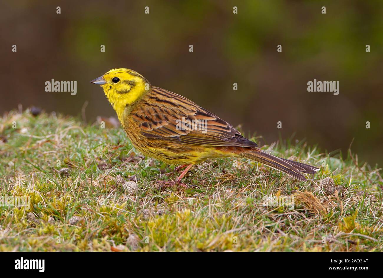 Yellowhammer on grass hi-res stock photography and images - Alamy