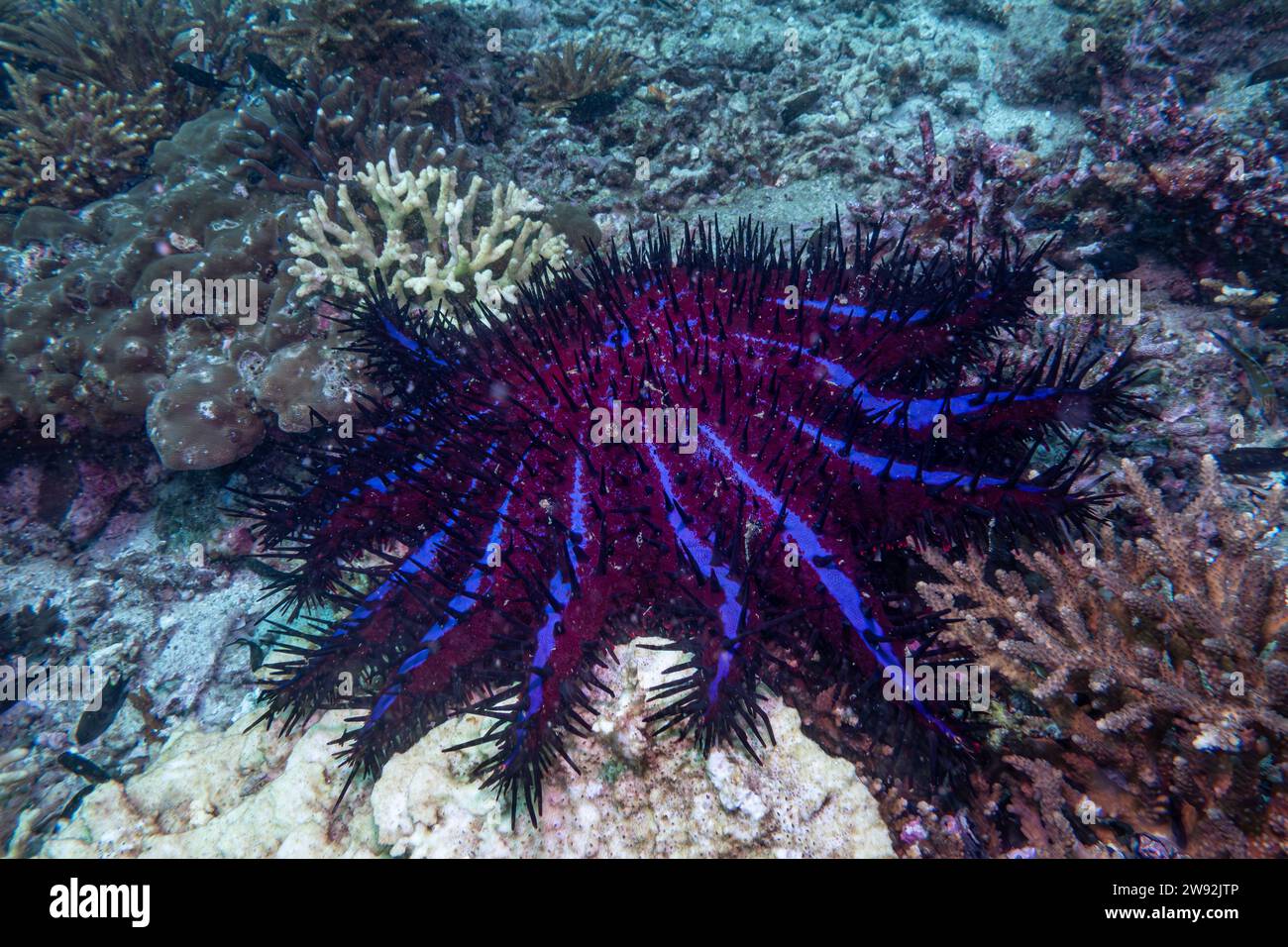 Crown of Thorns Starfish (Purple Variant) in the Strait of Hormuz ...
