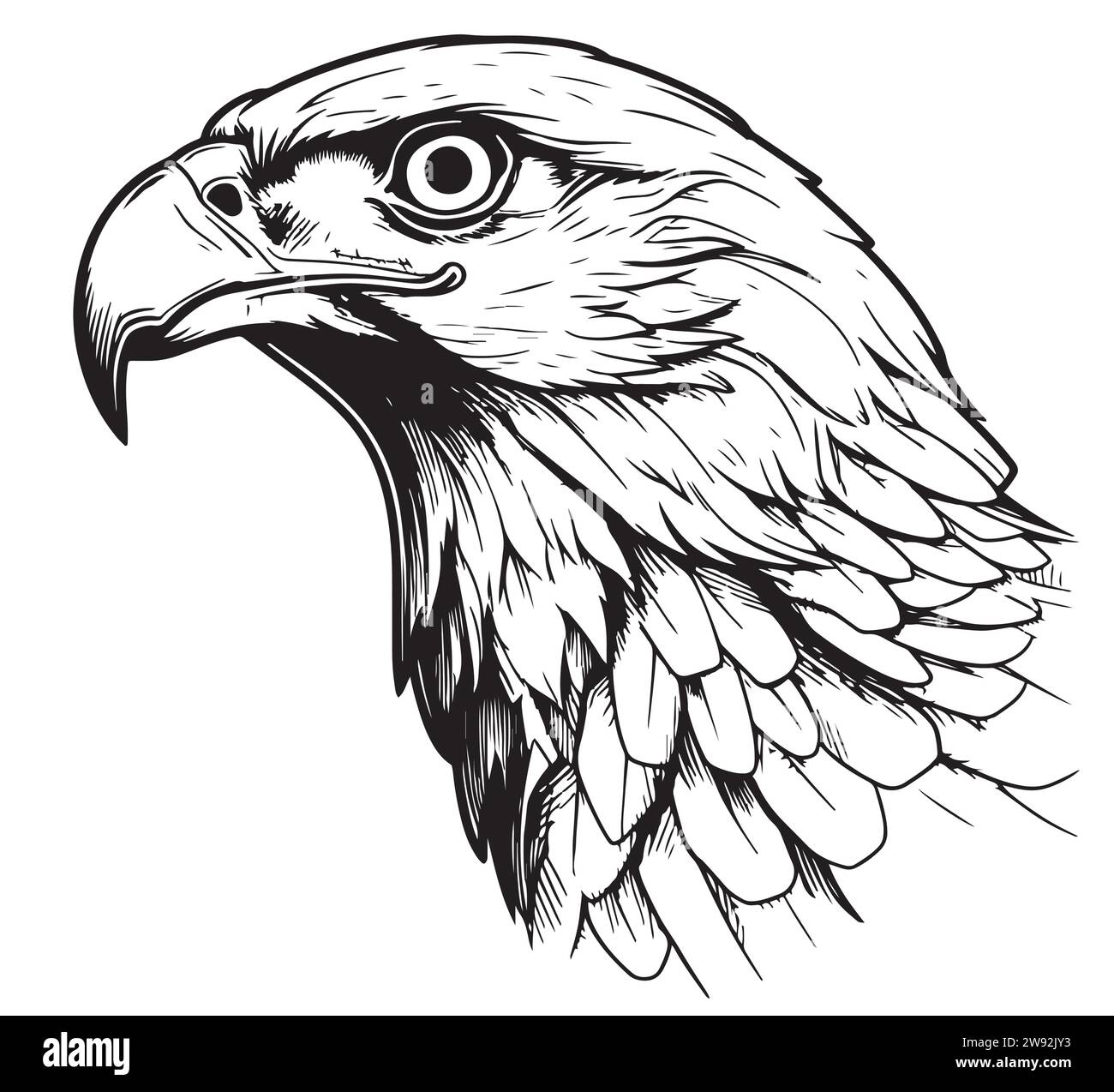 Vector drawing of a falcon on a white background Wild birds Stock ...