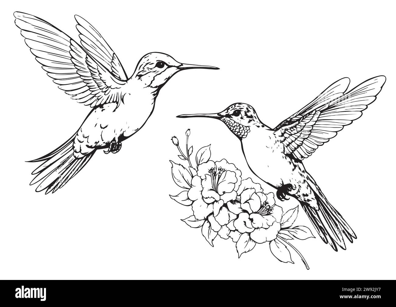 Hand drawn humming birds isolated on white. Monochrome flying ...