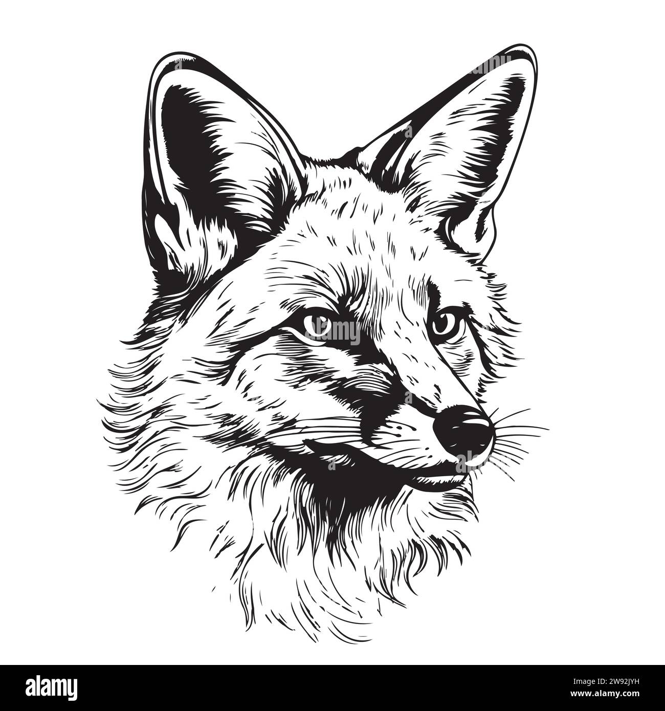 Fox. Graphic, sketch, black and white, hand-drawn portrait of a Fox ...