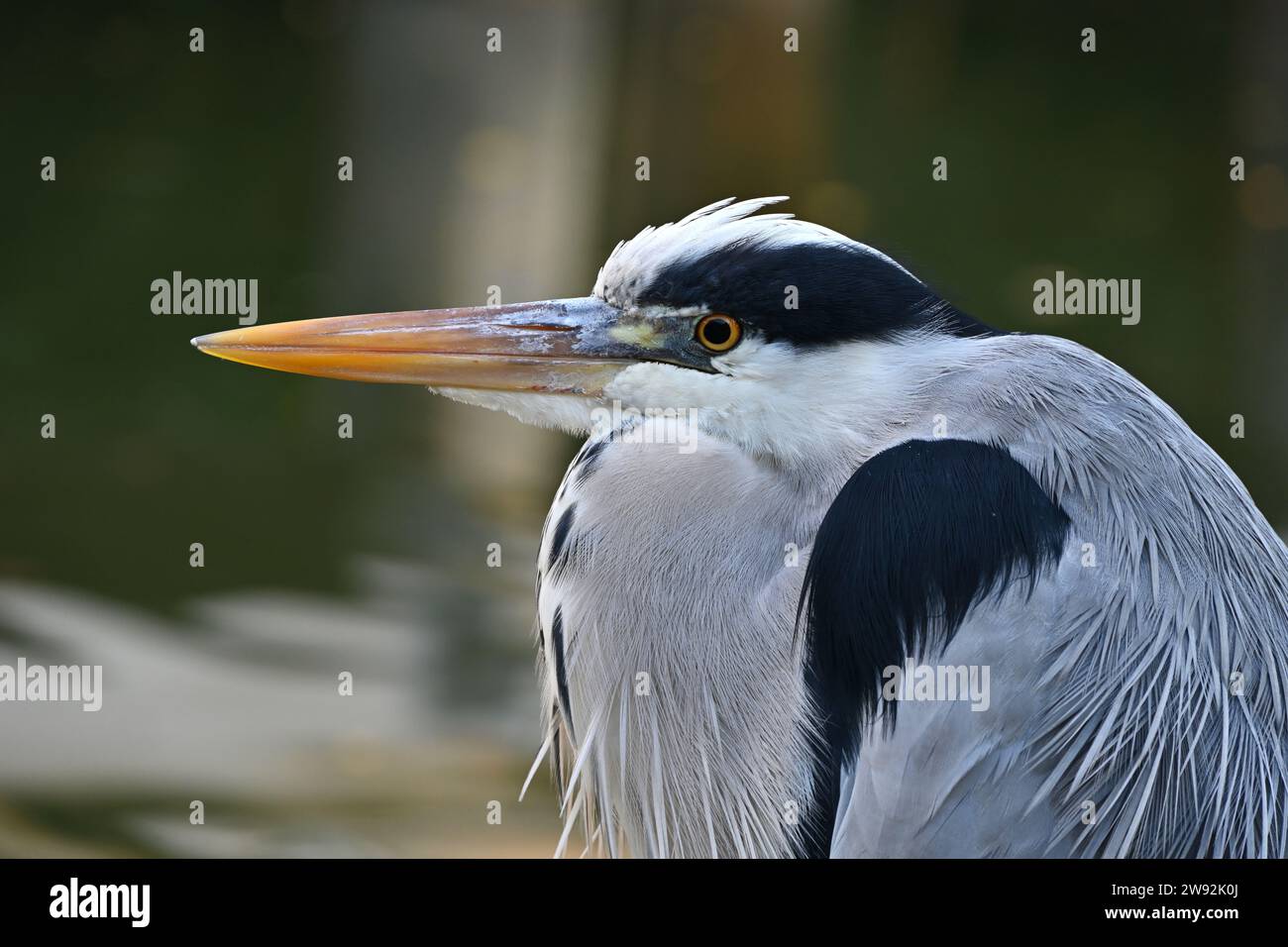 Japanese Grey Heron Stock Photo - Alamy