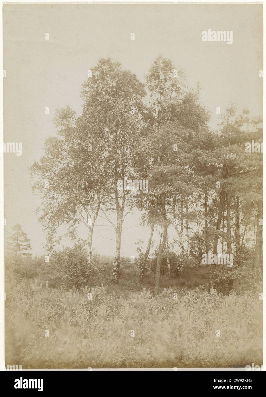 Landscape with trees, Anonymous, 1880 - 1910 photograph baryta paper ...