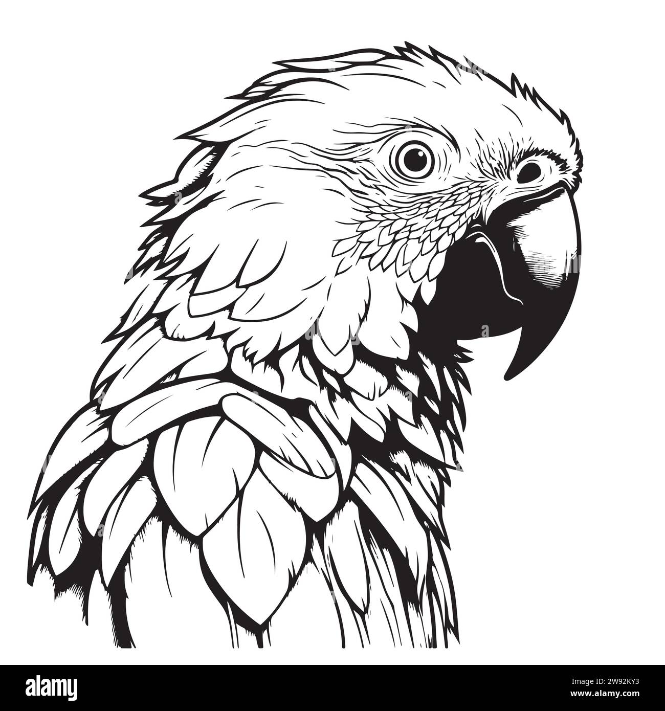 Vector antique engraving drawing illustration of parrot head isolated ...