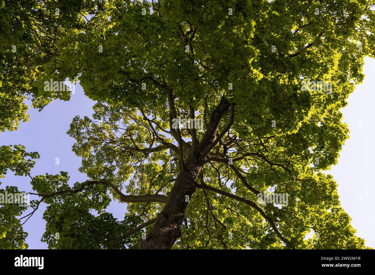a large number of different deciduous trees in the summer, beautiful ...