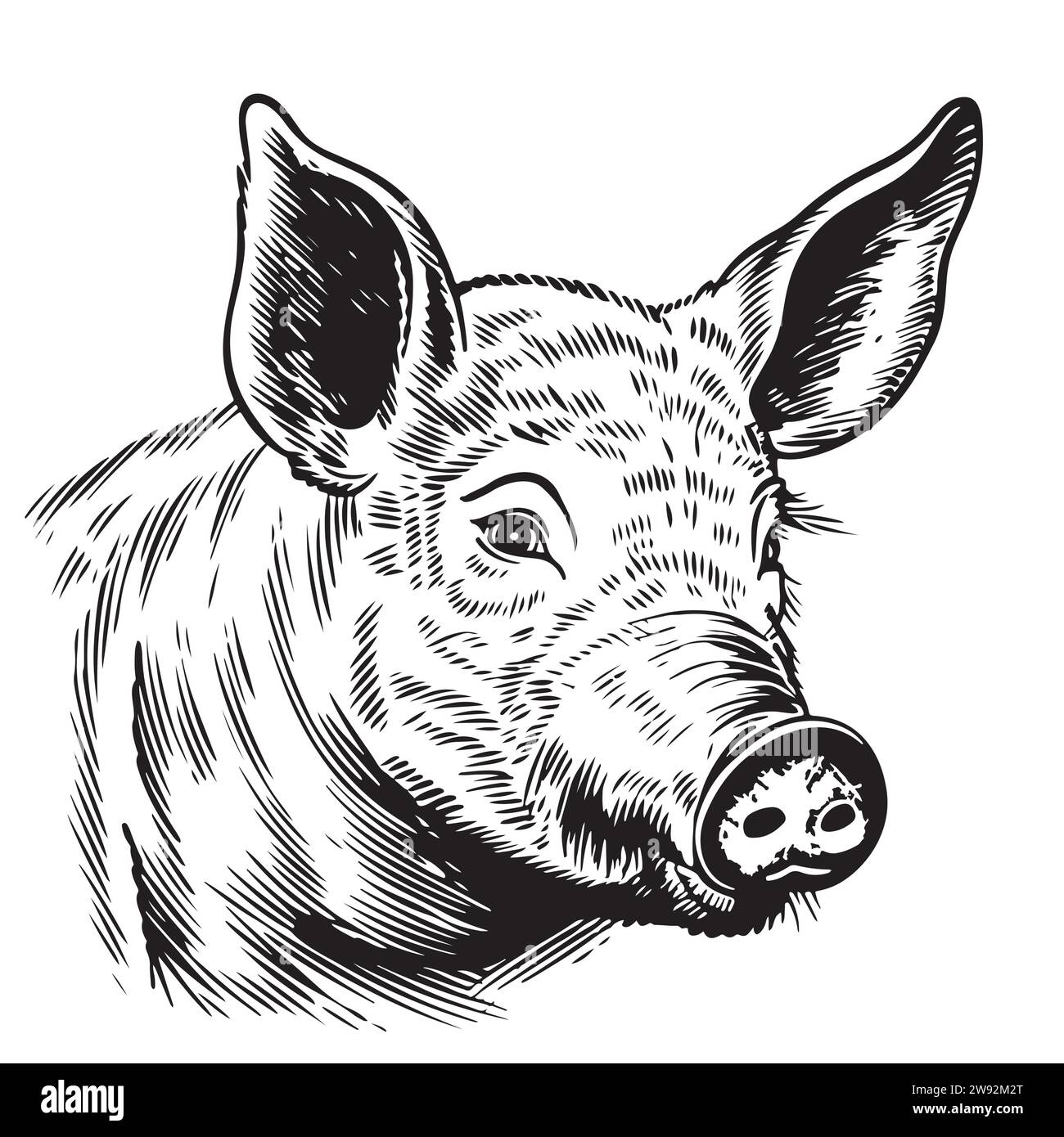 Hand drawn sketch of a pig. Portrait of a farm animal in vintage ...