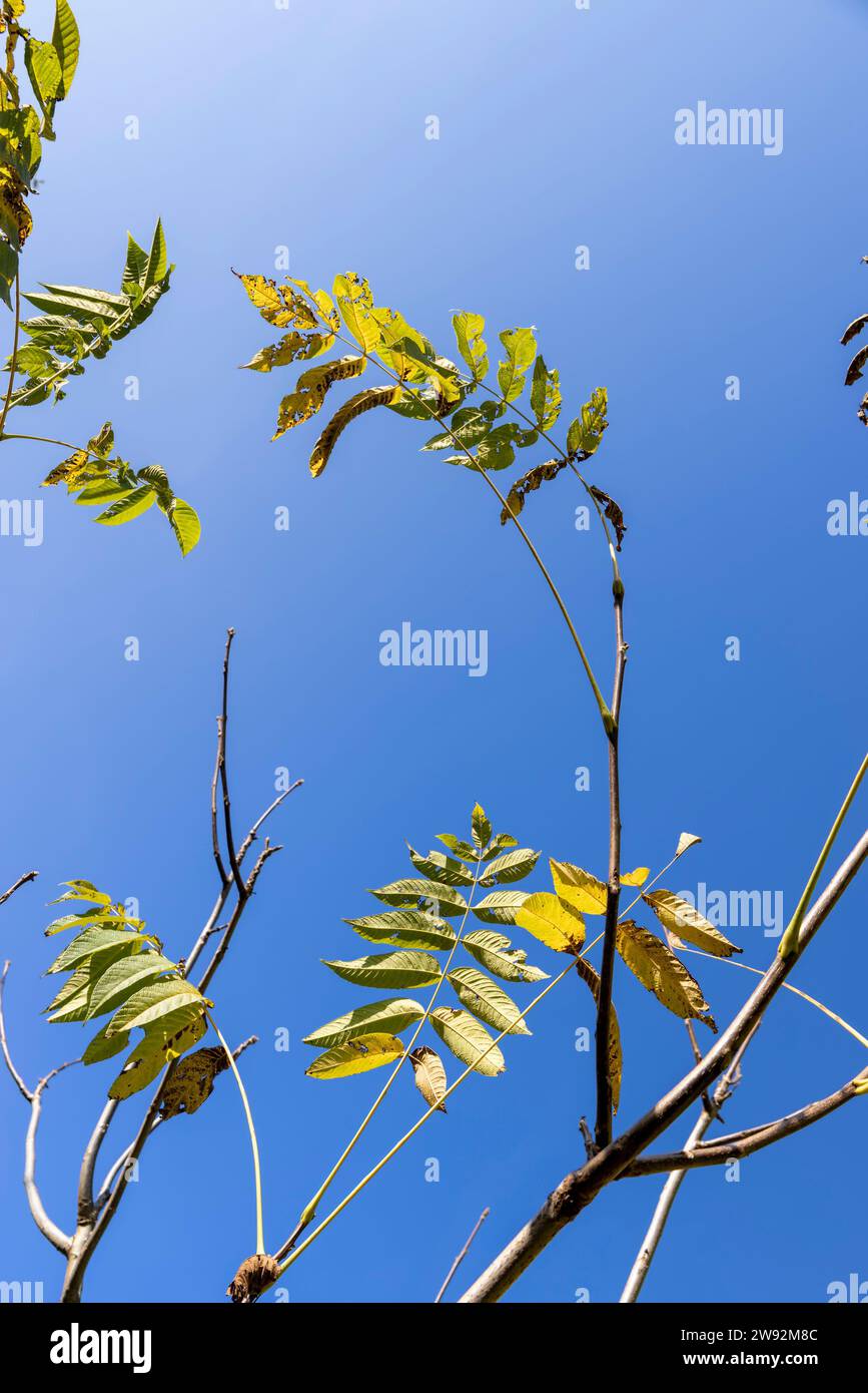 walnut tree in the autumn season with foliage changing color, changing ...