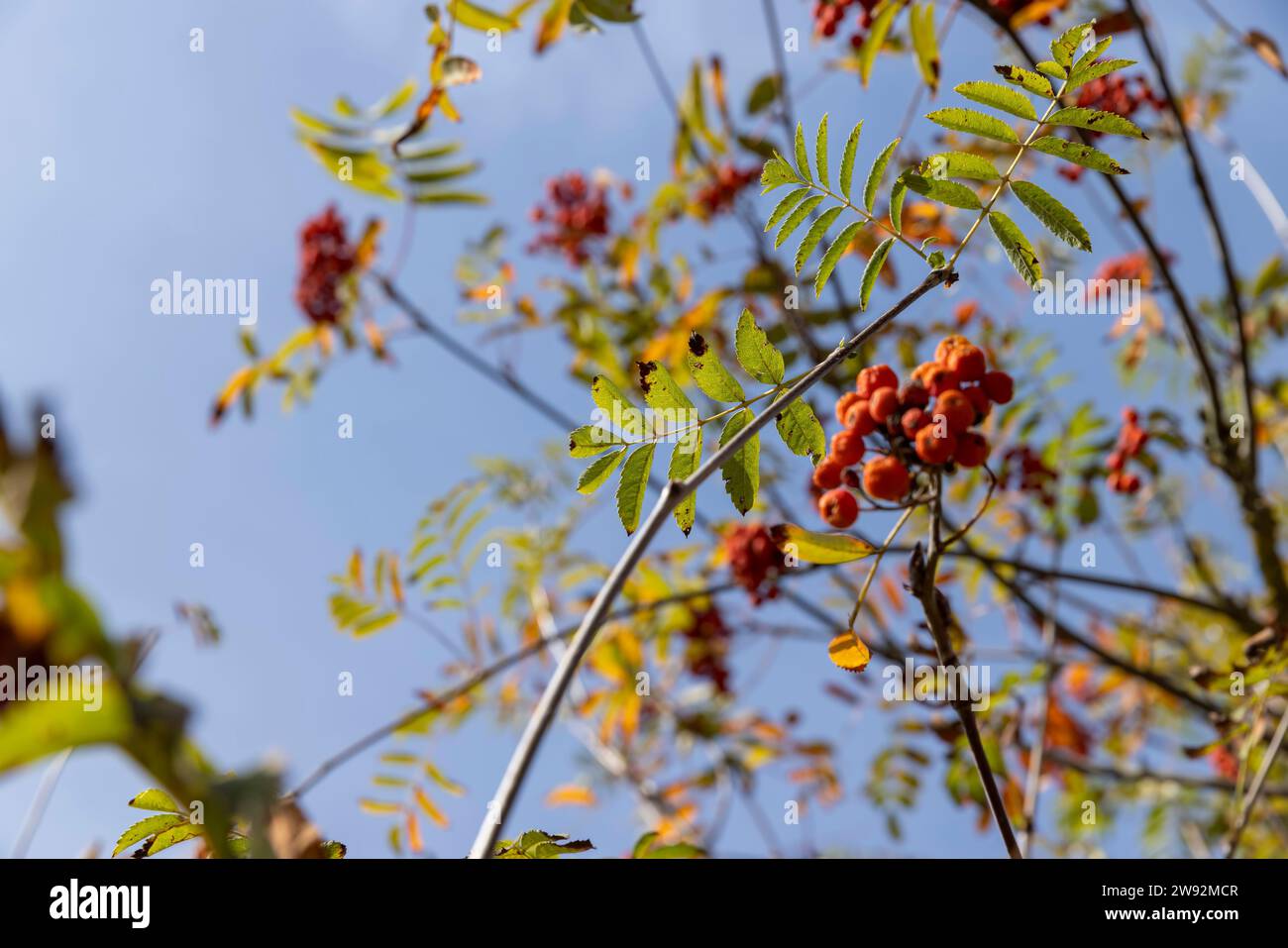 The yellowing foliage of mountain ash in the autumn season, the foliage ...