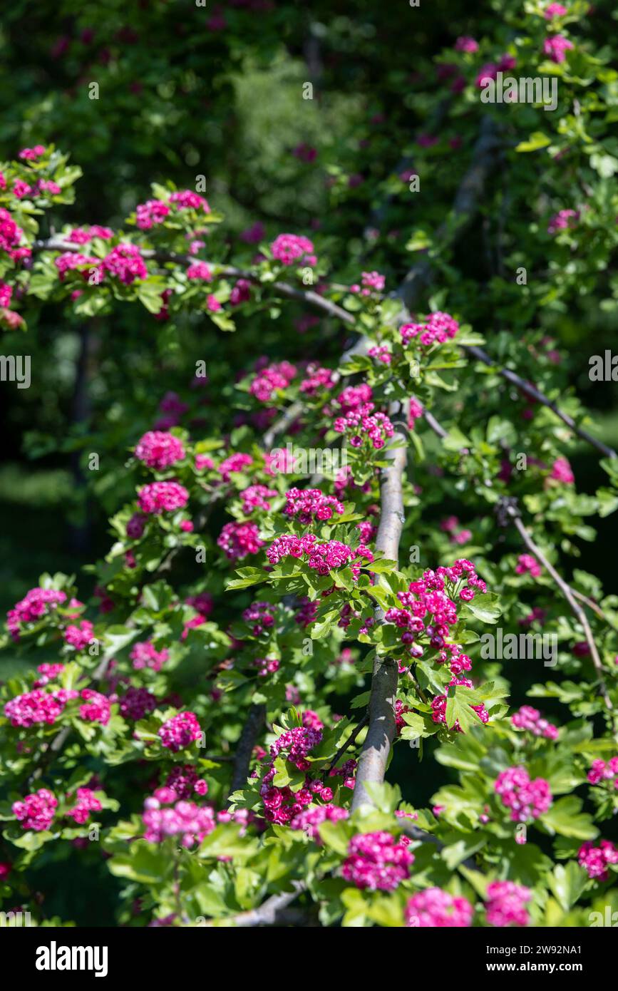 trees during spring flowering , red flowers during flowering in spring ...