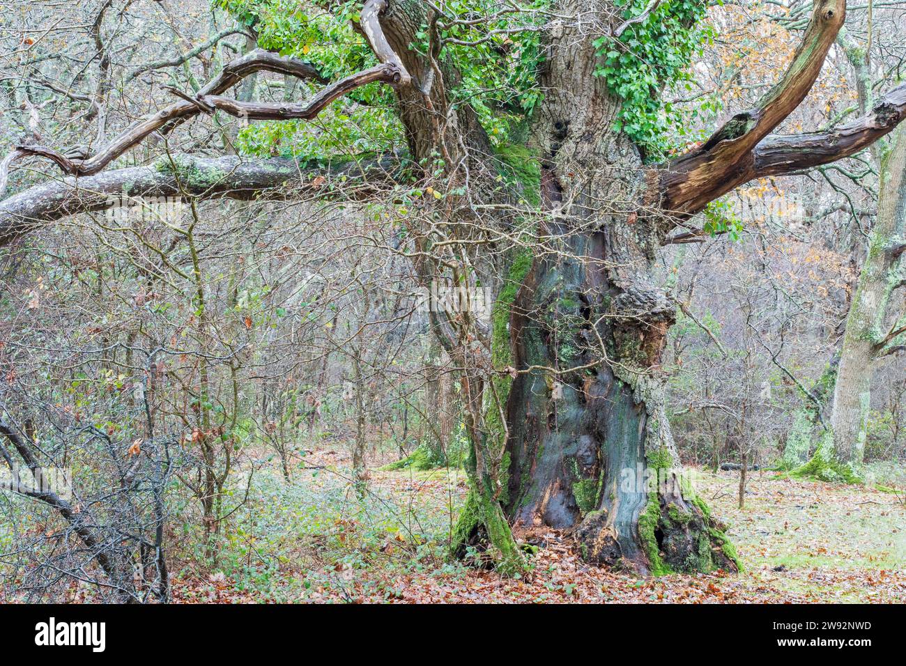 ancirent oak tree near Brockenhurst, New Forest, Hampshire Stock Photo - Alamy
