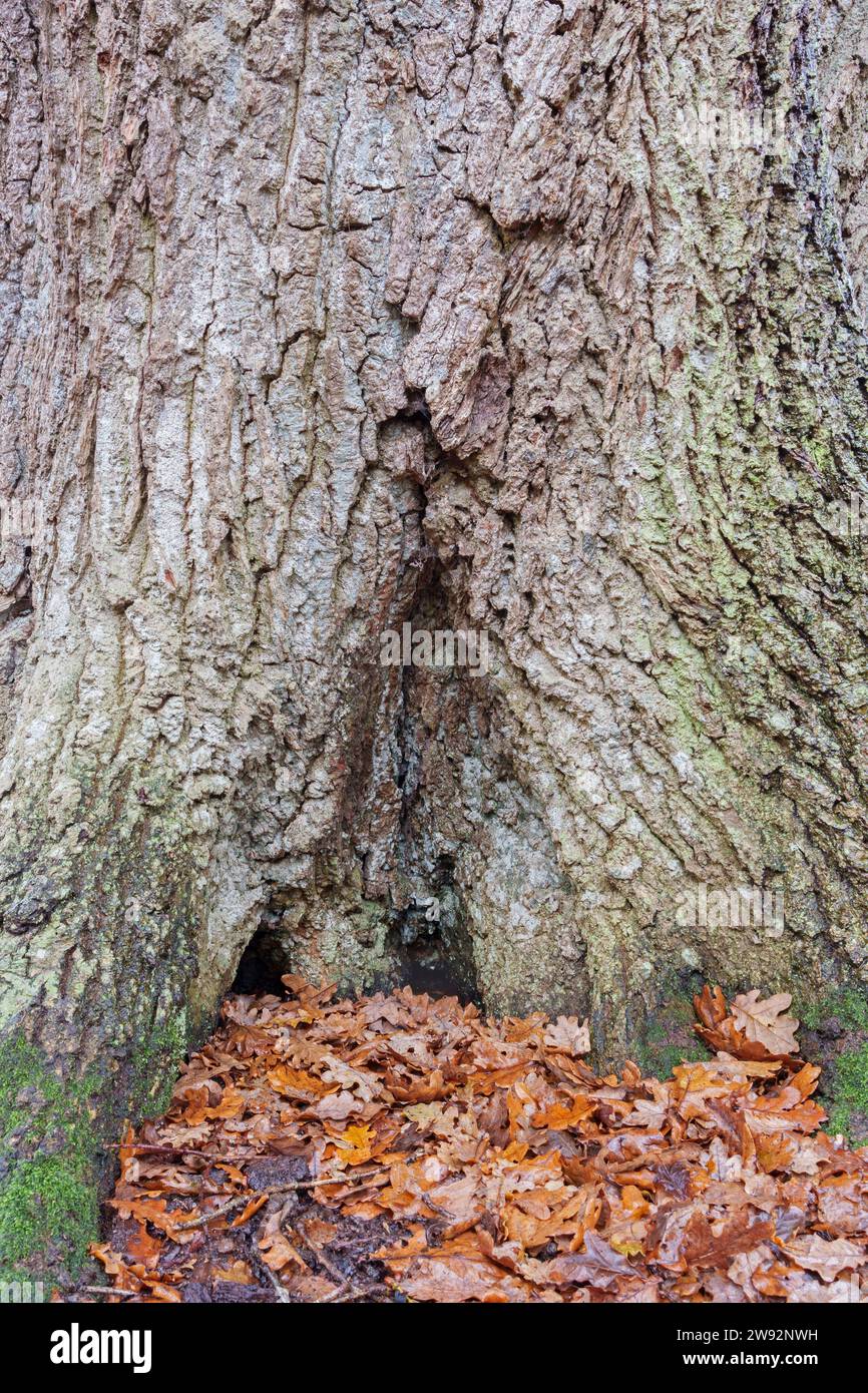 cavity in the base of a tree trunk Stock Photo - Alamy