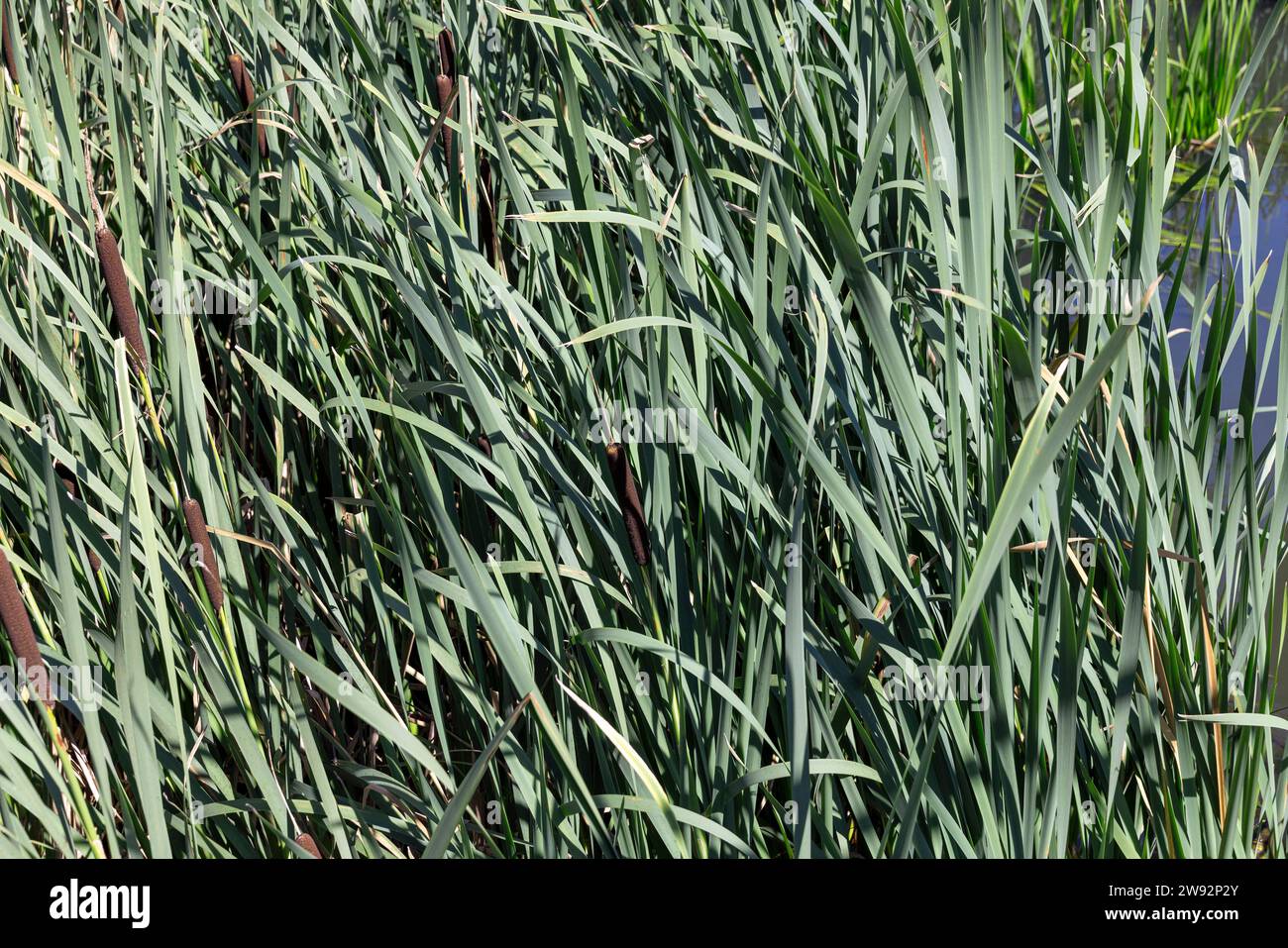 tall reeds on the territory of the swamp, green leaves of reeds in the ...