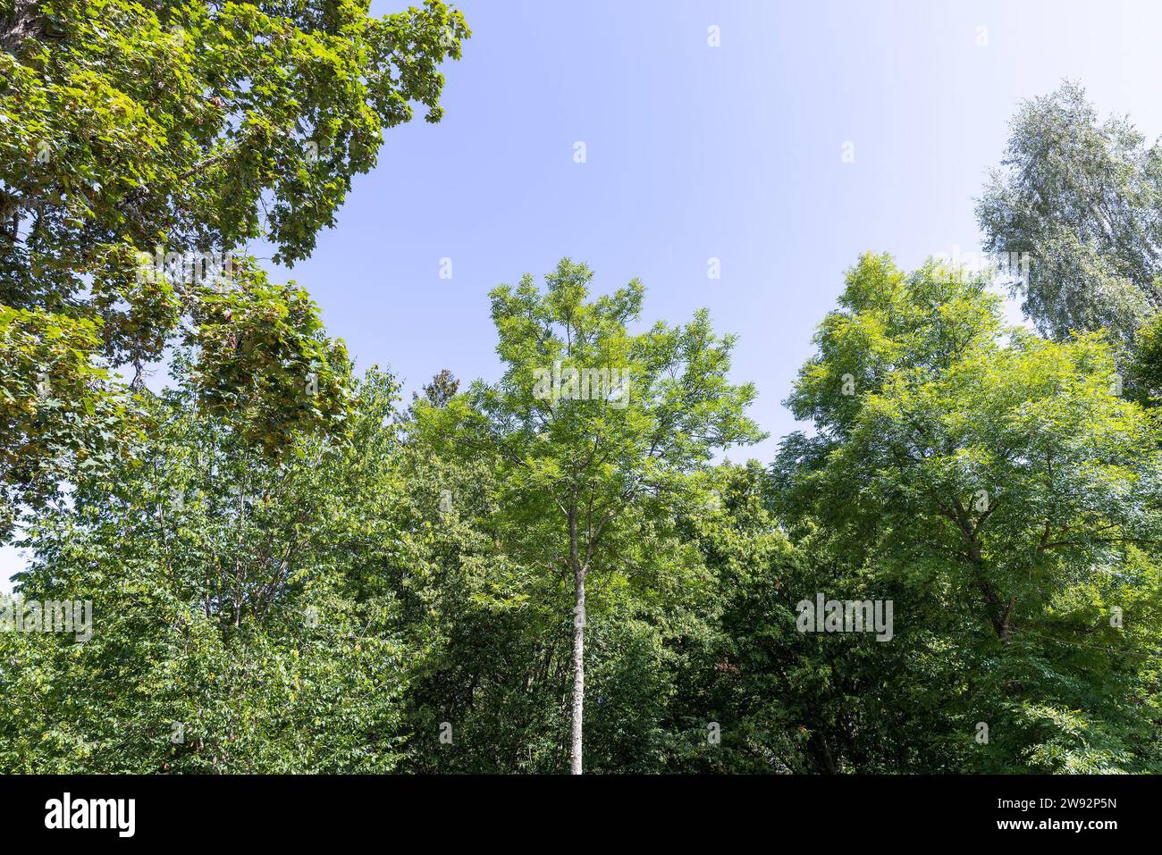 Trees in a mixed forest in summer, tall trees in sunny weather with ...
