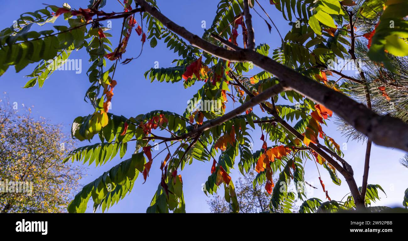 sumac tree in the autumn season with foliage changing color, changing ...