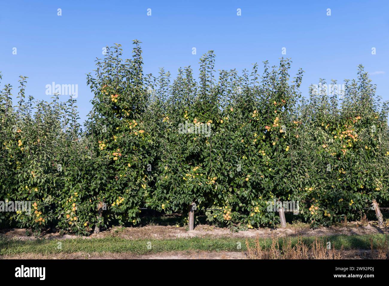 Pple orchard hi-res stock photography and images - Alamy