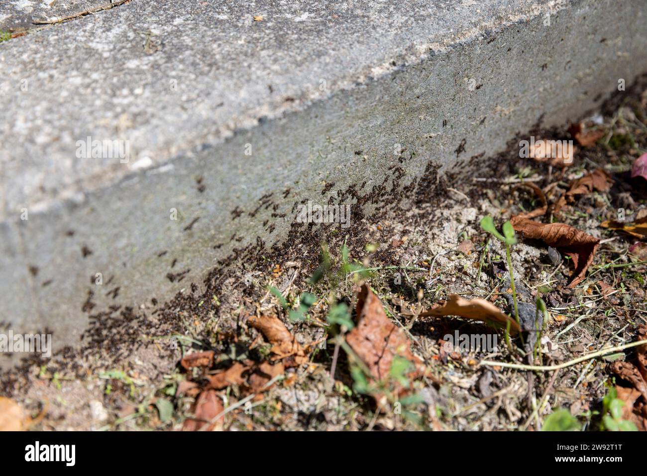 a large number of ants running around the anthill, a large colony of ...