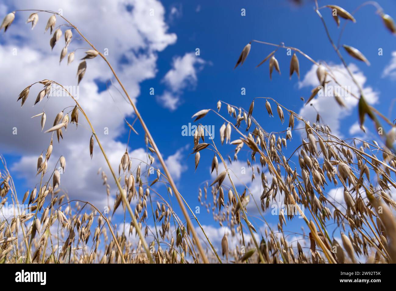 ripened oats in the field in summer, sunny weather in the field with a ...