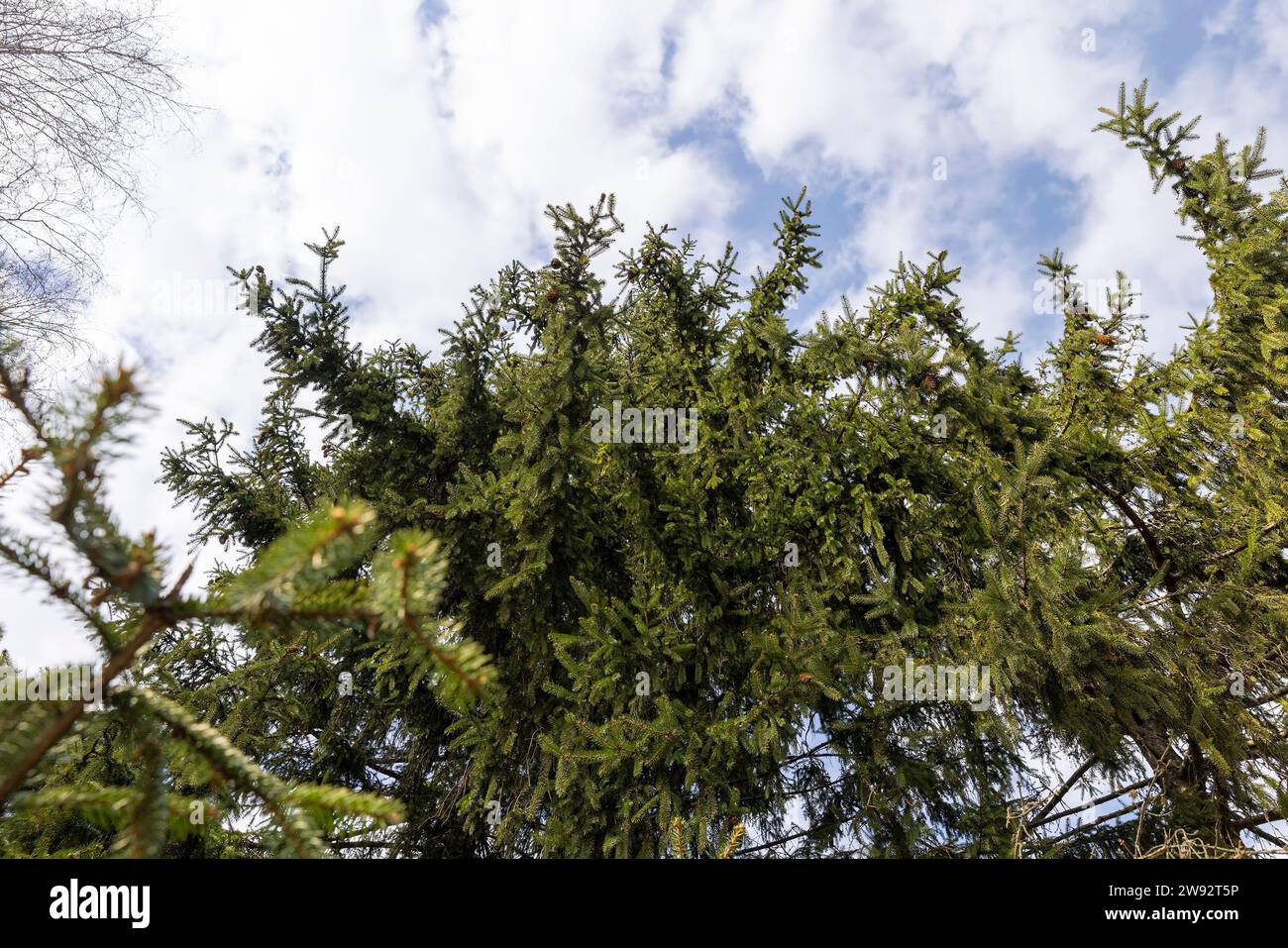the tops of an old spruce with short green needles against the sky ...