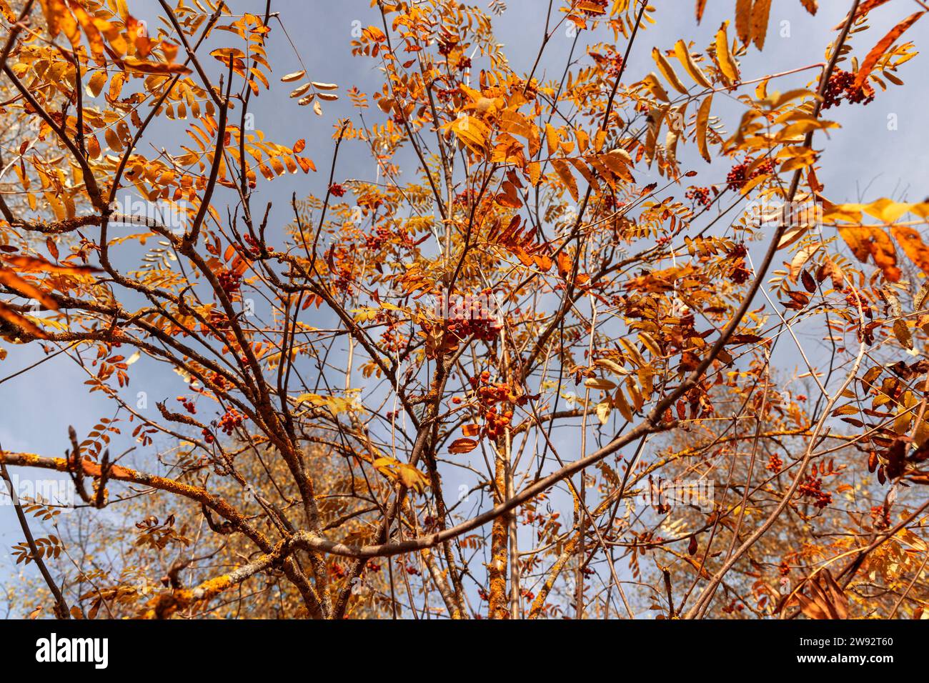 The yellowing foliage of mountain ash in the autumn season, the foliage ...