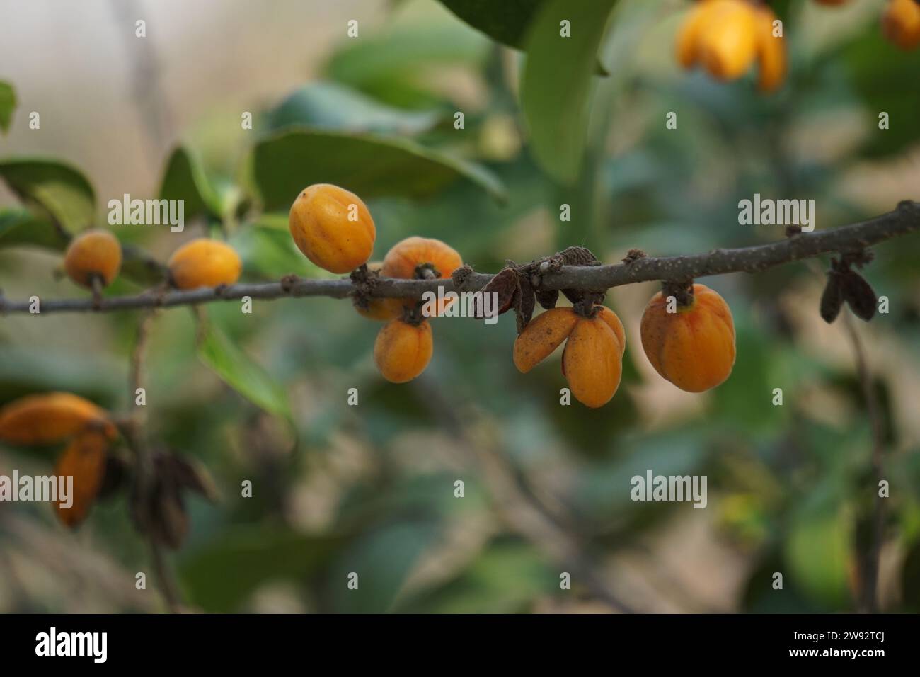 Daphne decandra hi-res stock photography and images - Alamy