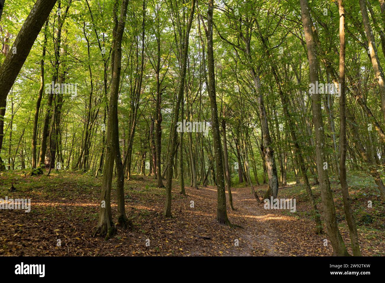 changing the color of the foliage of plants in the autumn season ...