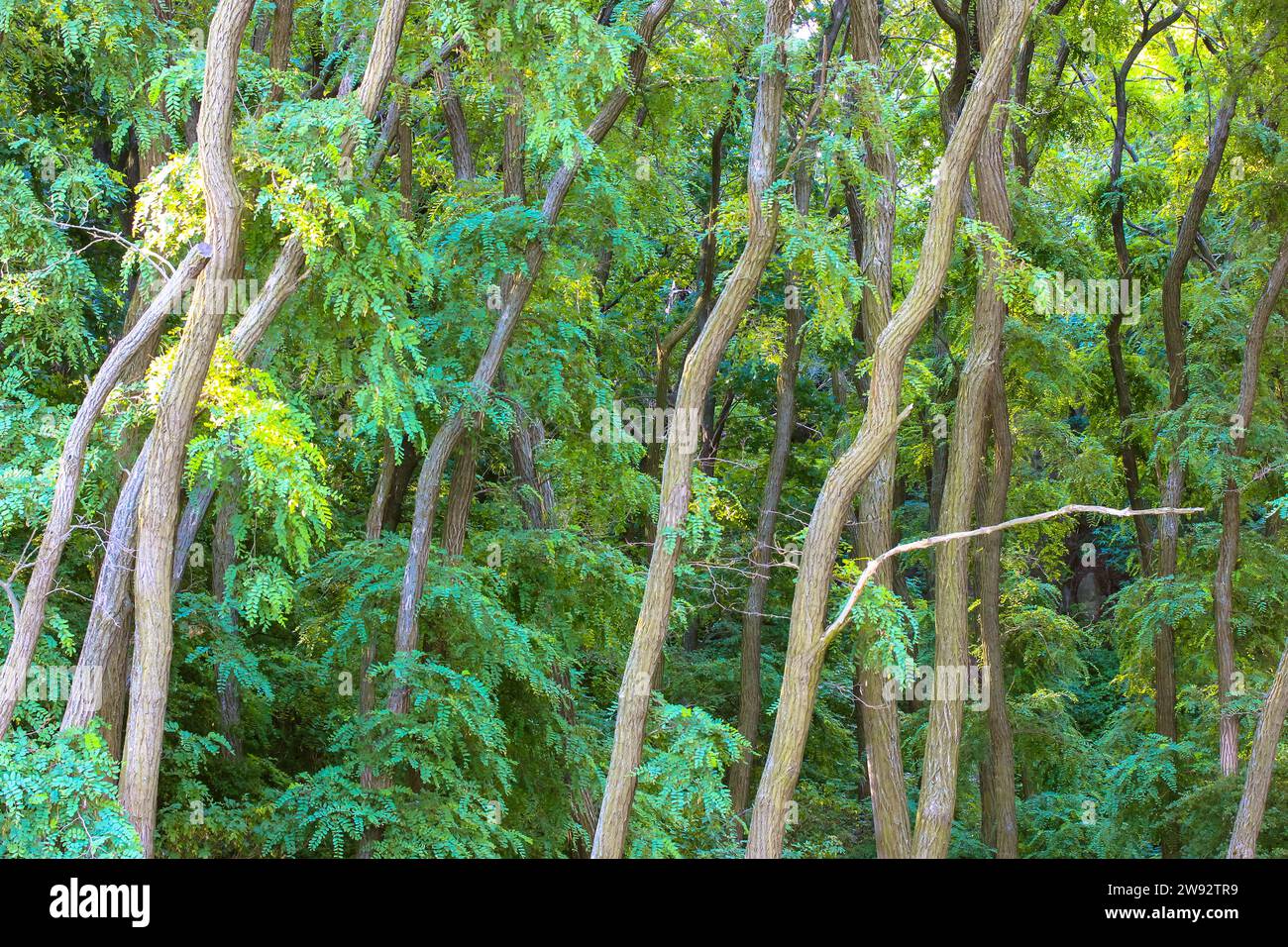 A green, shady forest, national park at sunny summer day. Tall, branchy ...