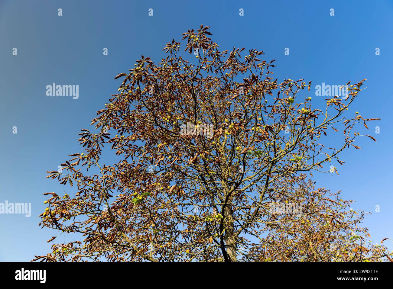 changing the color of chestnut foliage in the autumn season, beautiful ...