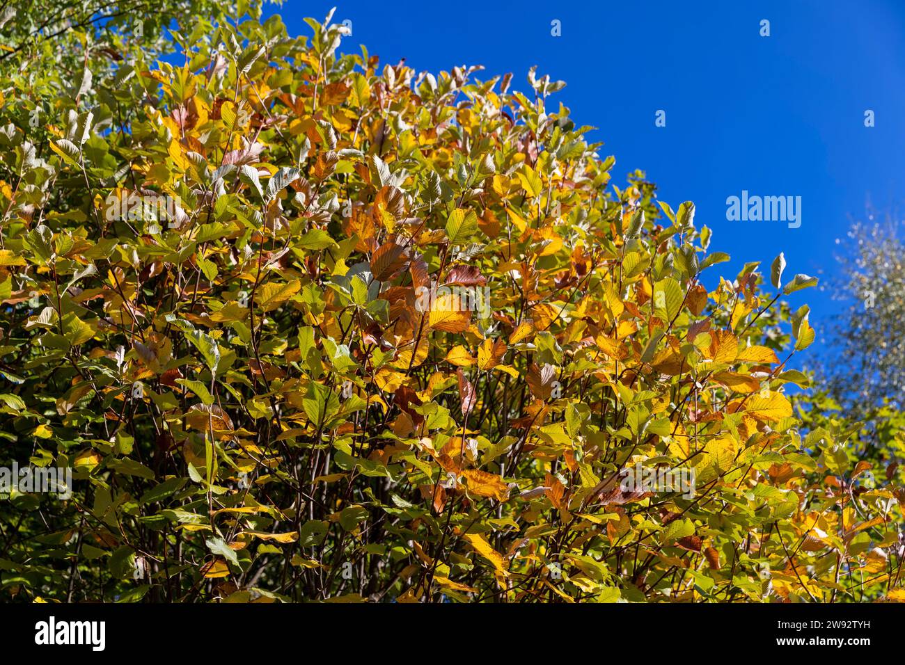 autumn changes on rowan trees on a sunny day, beautiful changes in the ...