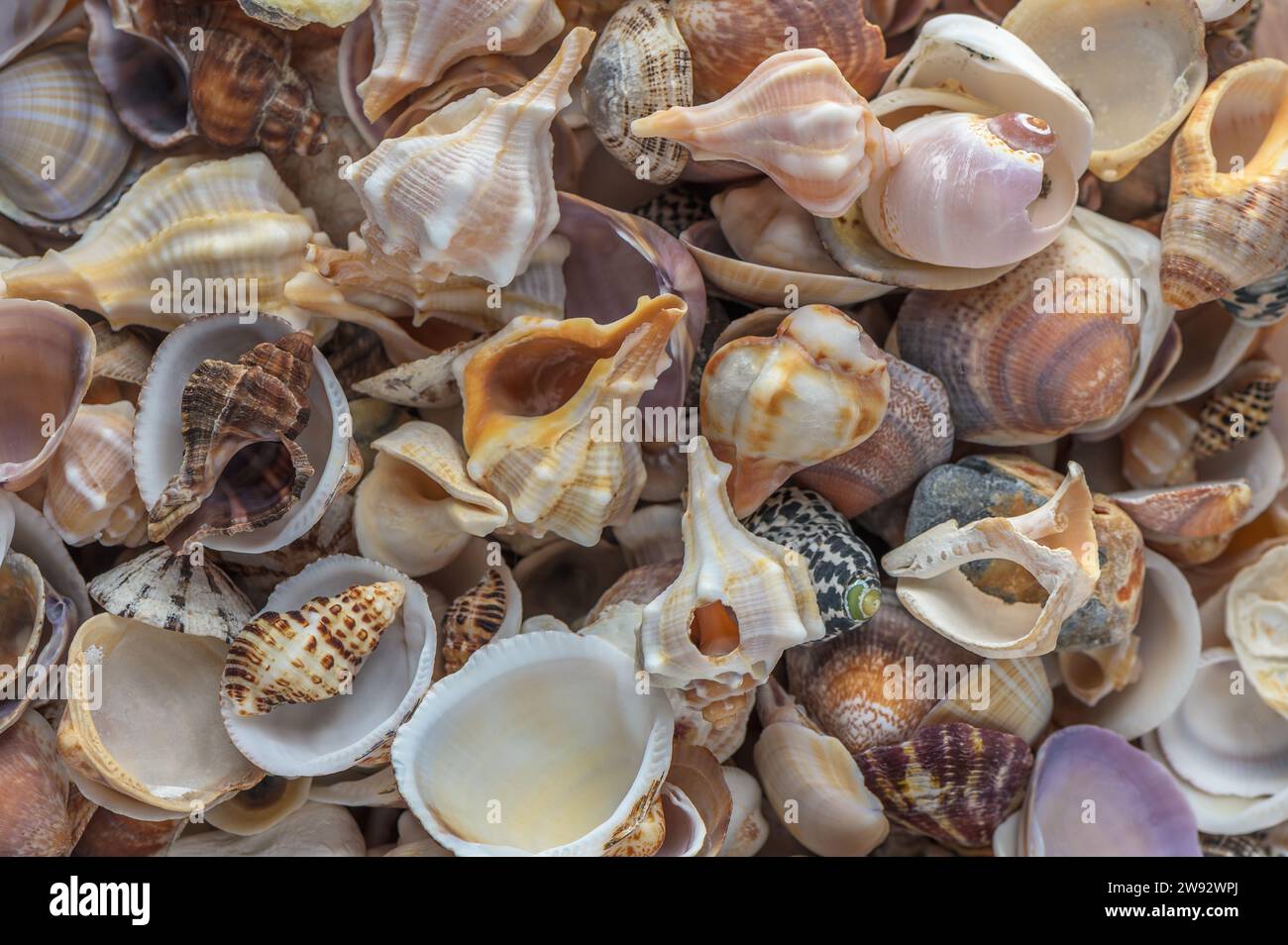 Mediterranean sea shells as background 7 Stock Photo - Alamy