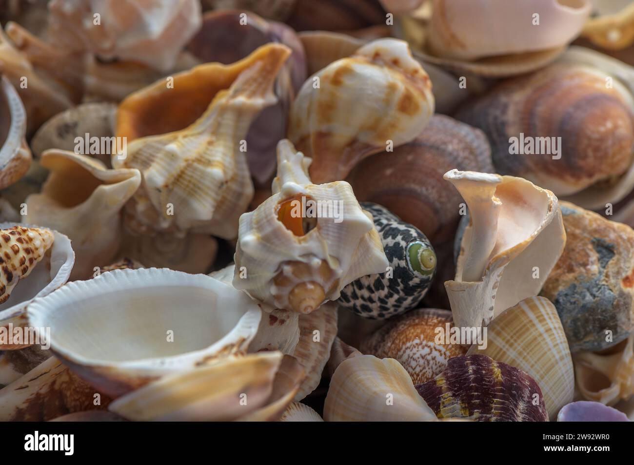 Mediterranean sea shells as background 8 Stock Photo - Alamy