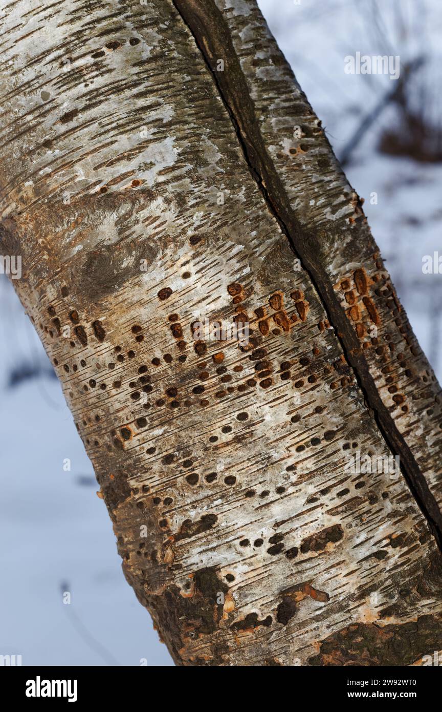 Sapsucker damage to a Birch tree. Quebec,Canada Stock Photo - Alamy