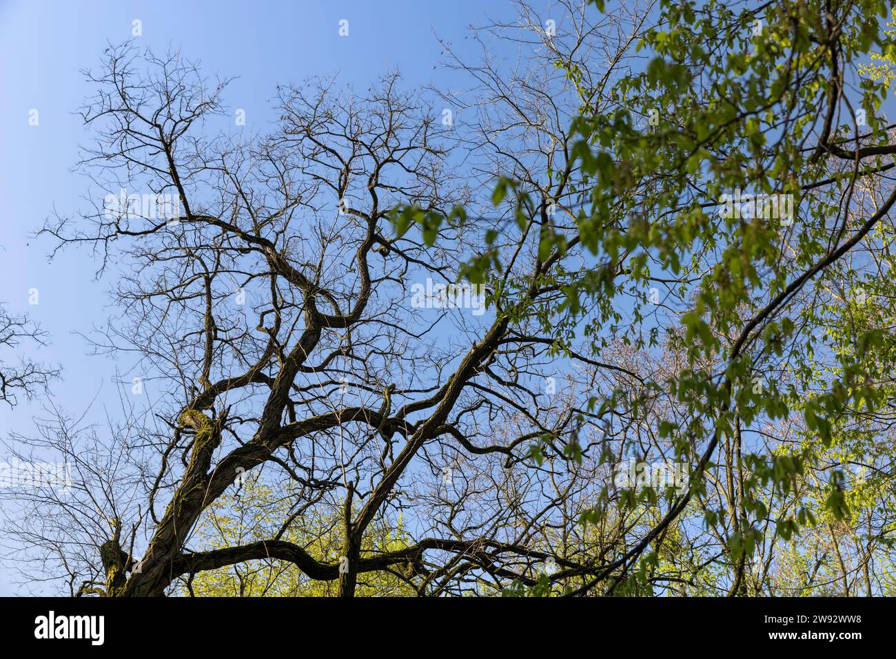 deciduous trees in a mixed forest in the spring season, beautiful young ...
