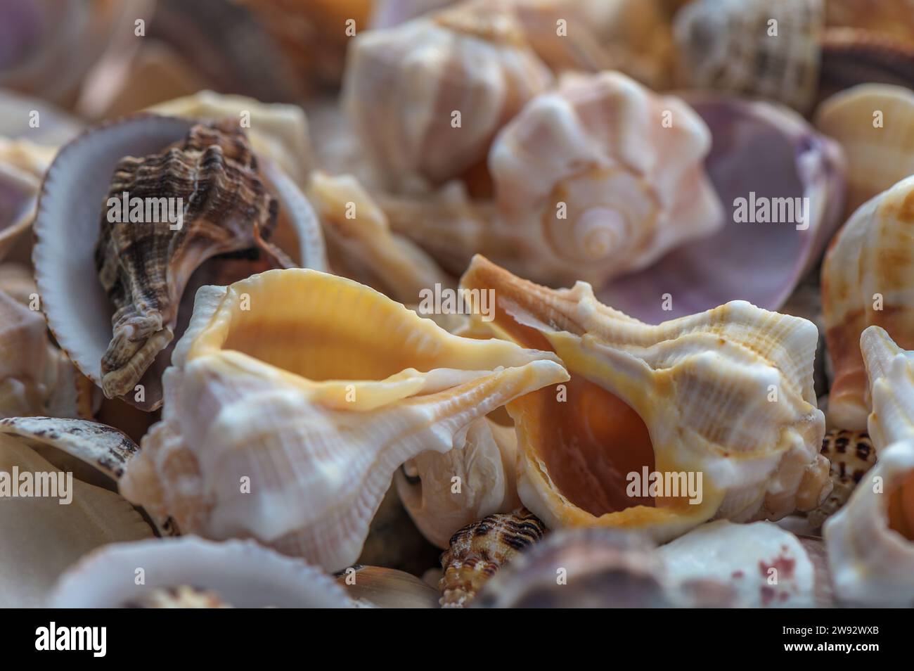 Mediterranean sea shells as background 9 Stock Photo - Alamy