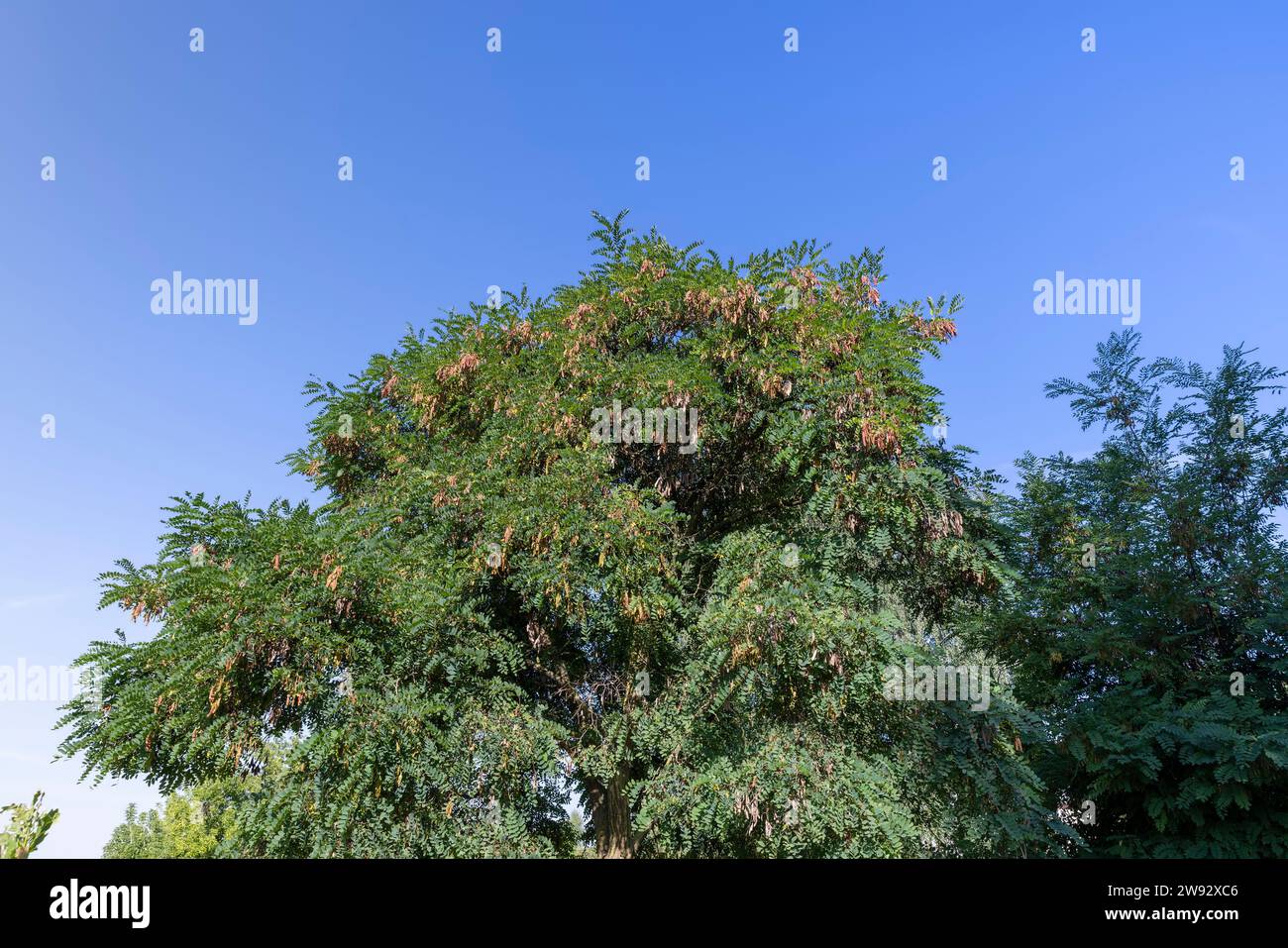 Deciduous trees with green foliage in summer, old trees with foliage in ...