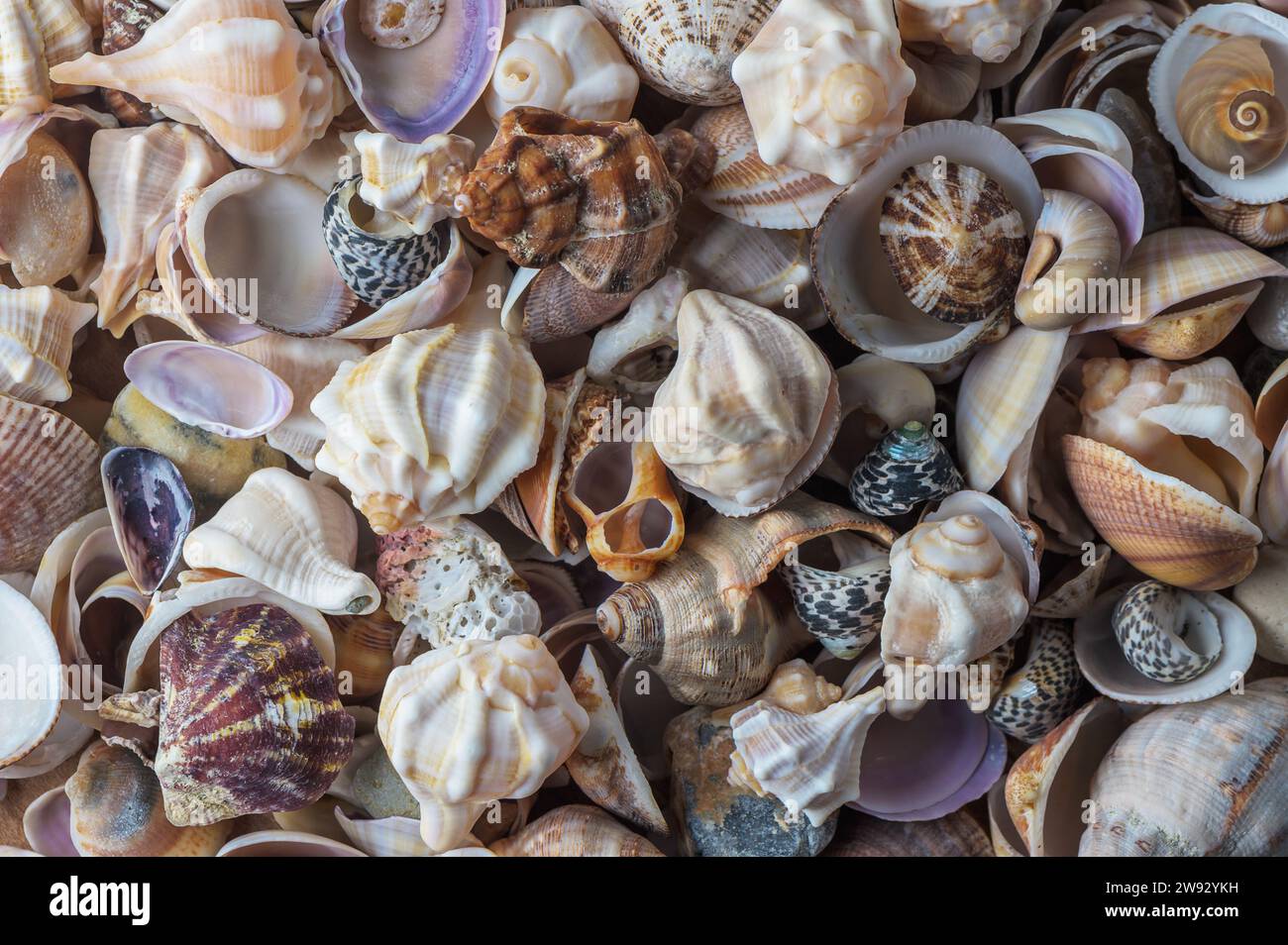 Mediterranean sea shells as background 2 Stock Photo - Alamy
