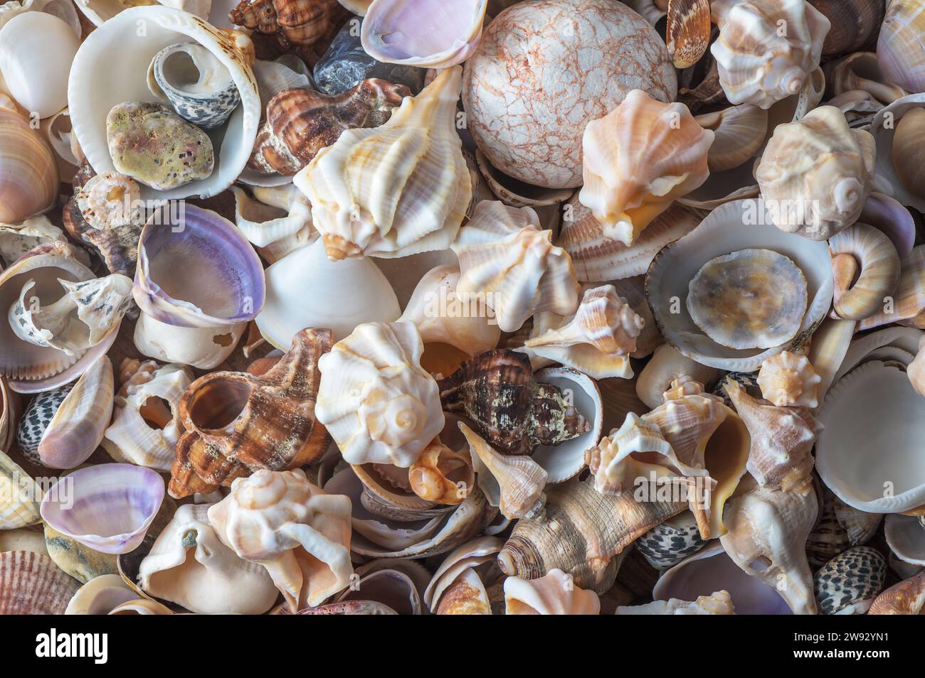 Mediterranean sea shells as background 4 Stock Photo - Alamy