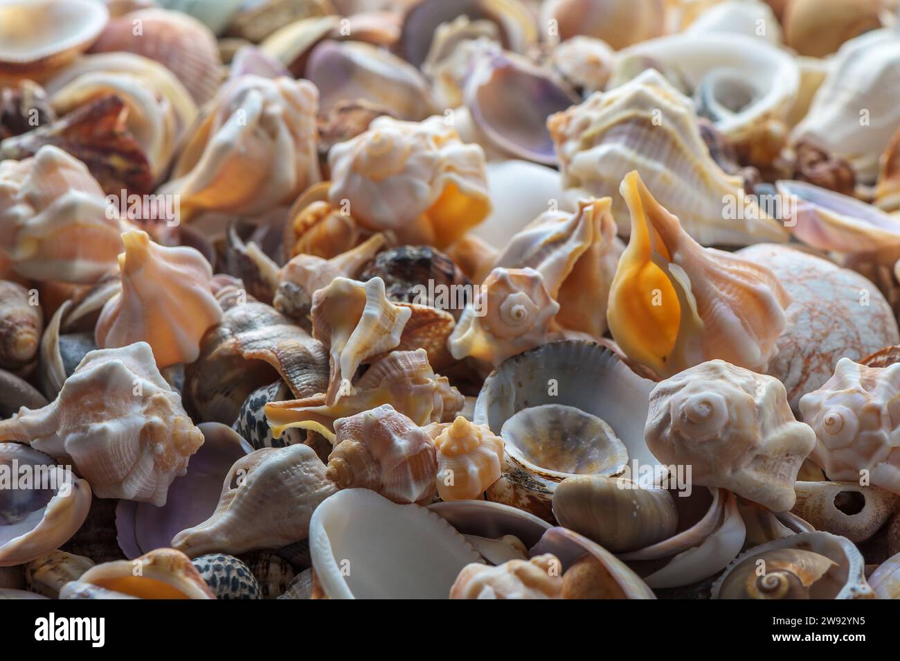 Mediterranean sea shells as background 3 Stock Photo - Alamy